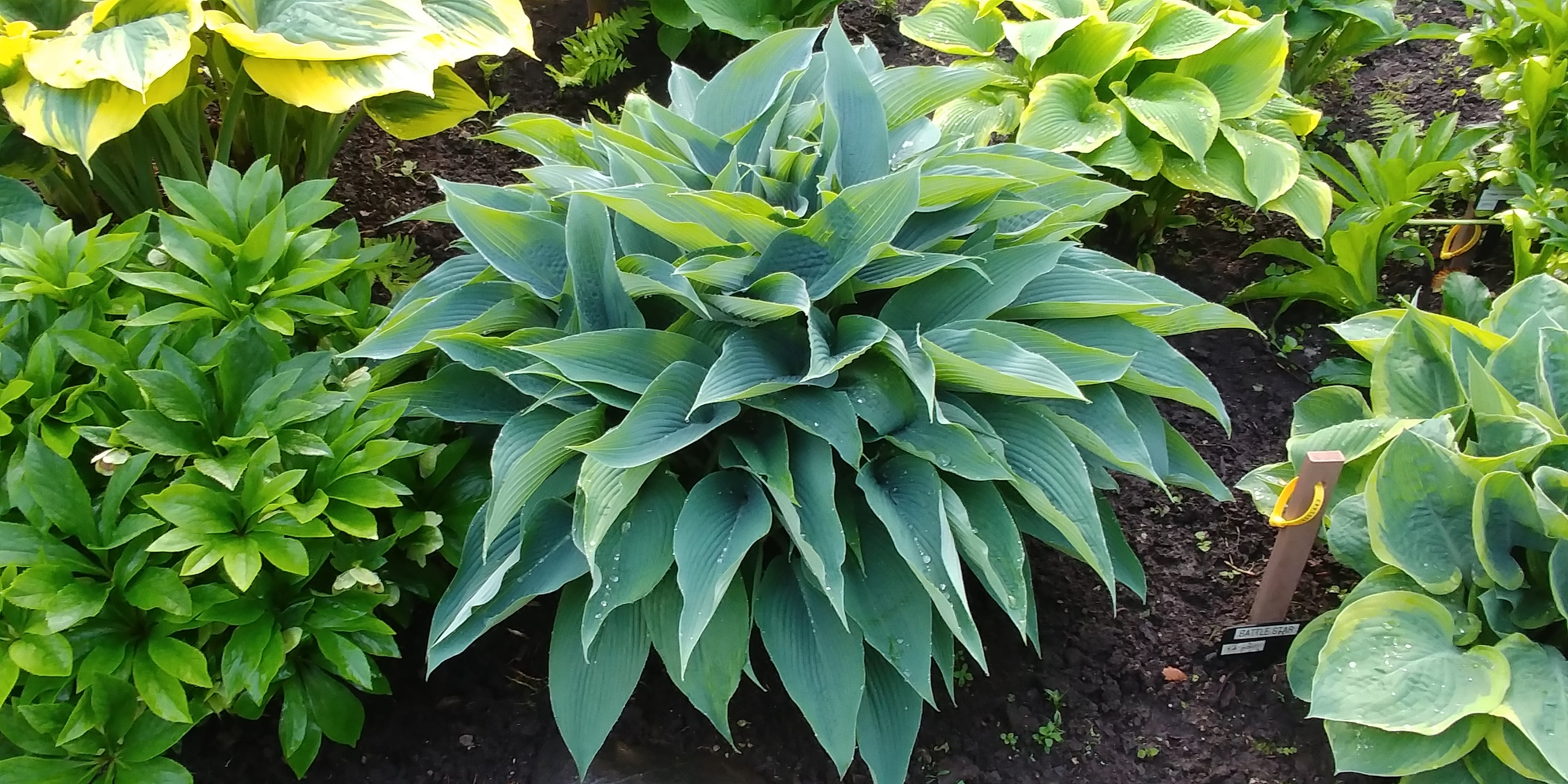 Hosta Choice Gardens- Becancour, QC – Hosta Choice Gardens - Becancour, QC